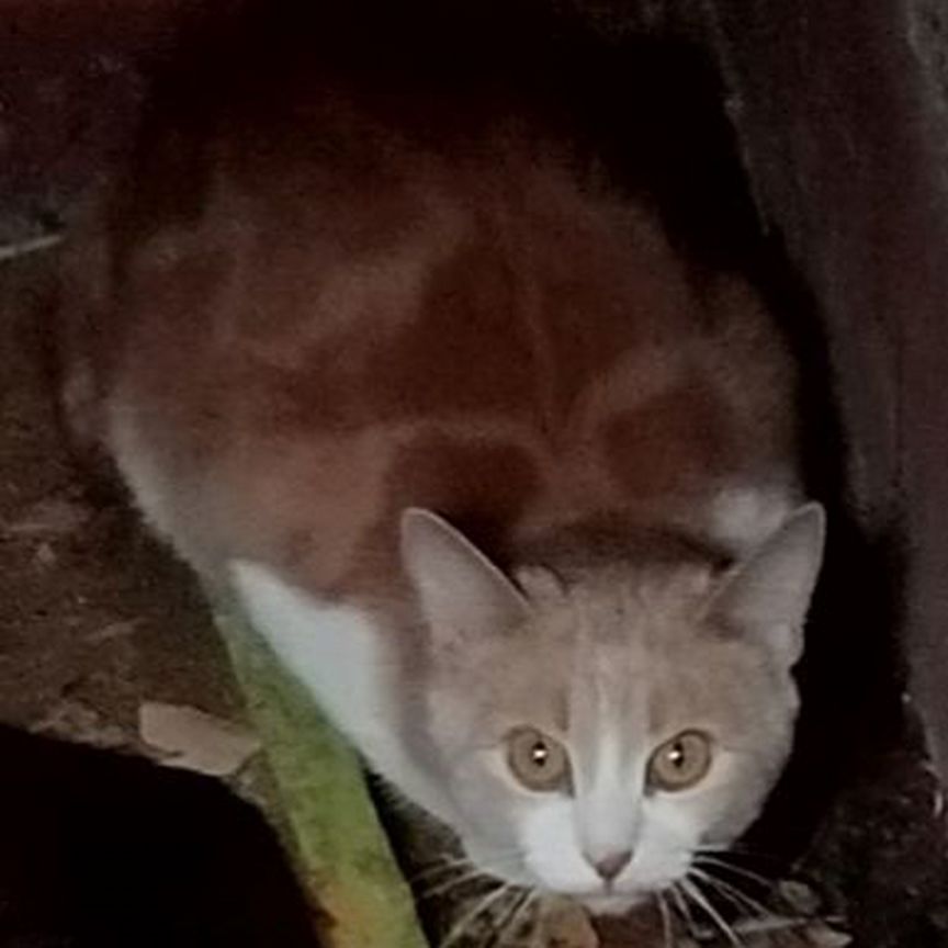 Выкинули домашнюю кошку