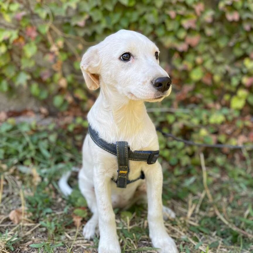 Щенок в добрые руки