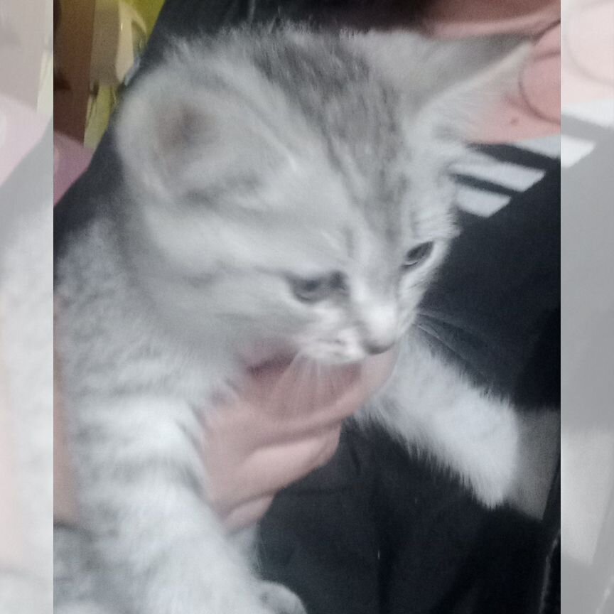 Котёнок в добрые руки