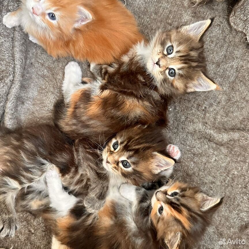 Мейн-кун котята