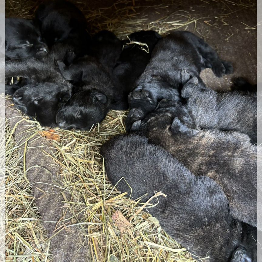 Щенки голландской овчарки