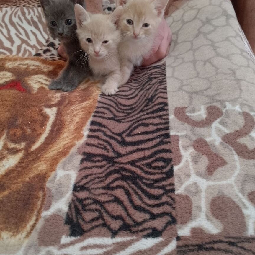 Котята в добрые руки мальчики