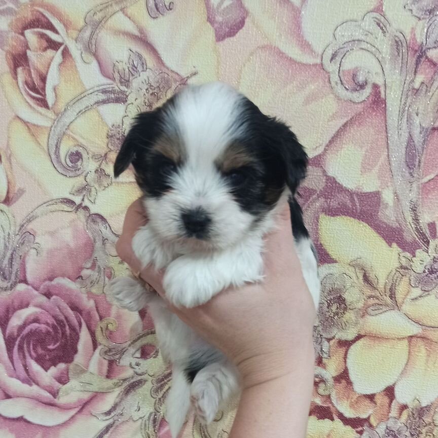 Щенки бивер йорк