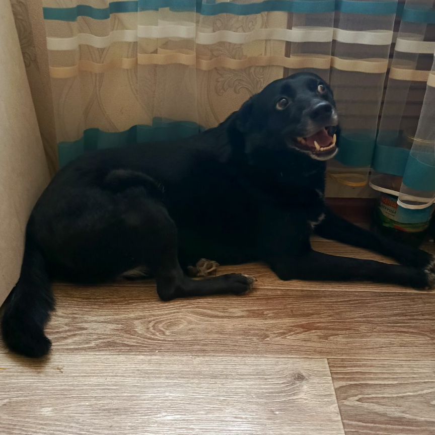 Взрослая собака в добрые руки