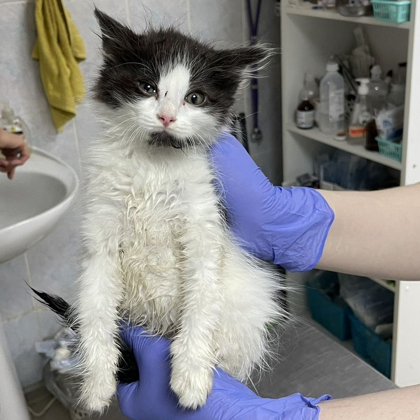 Котёнок в добрые руки