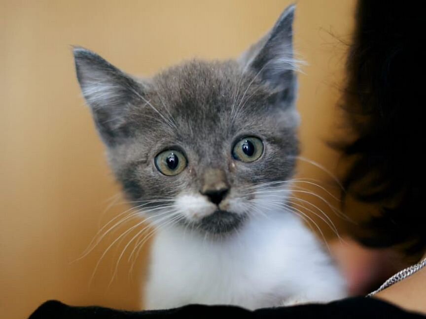 Котенок Петрович ждет маму