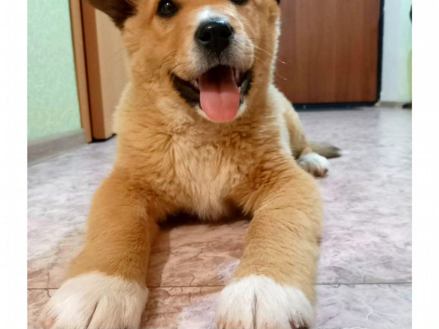 Щенок девочка ищет дом