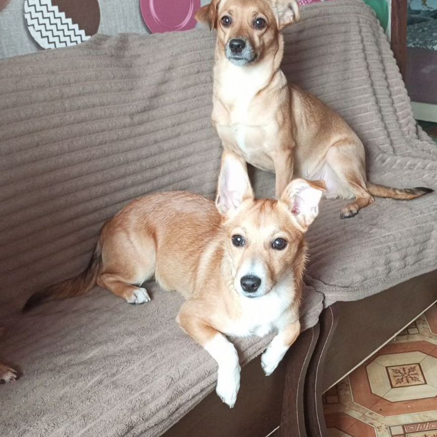 Русский той-терьер, щенок