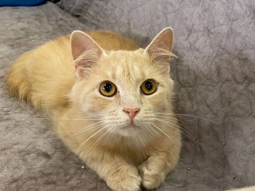 Не надеется