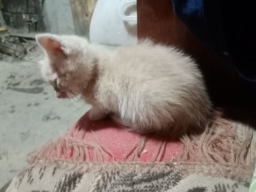 Боевые котята