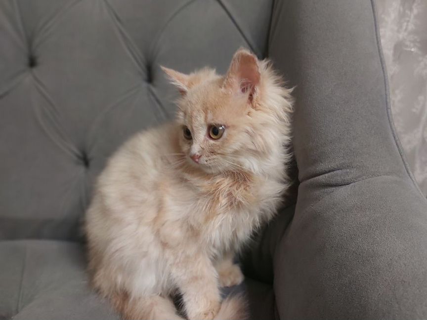 Котёнок 3,5 месяца. Мальчик