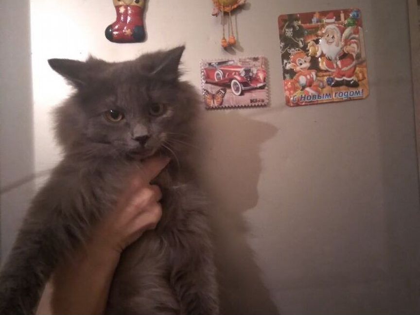 Котята в добрые руки бесплатно
