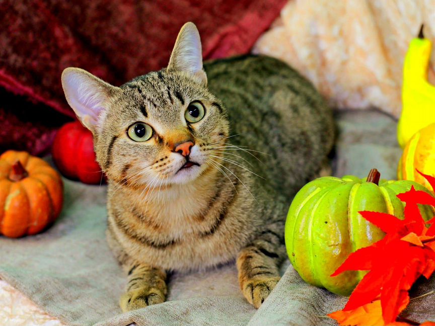 Кошечка Фиона в добрые руки