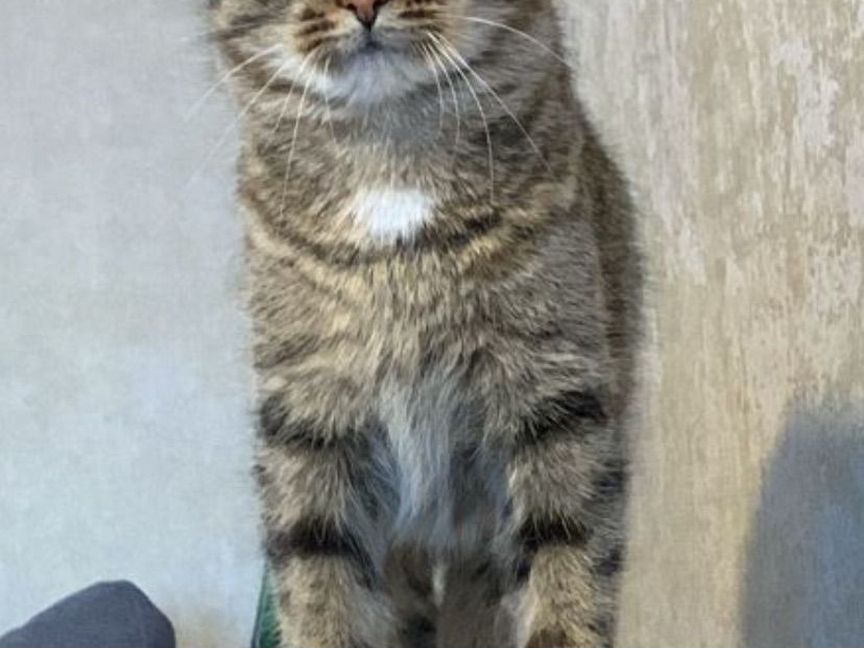 Отличная кошка