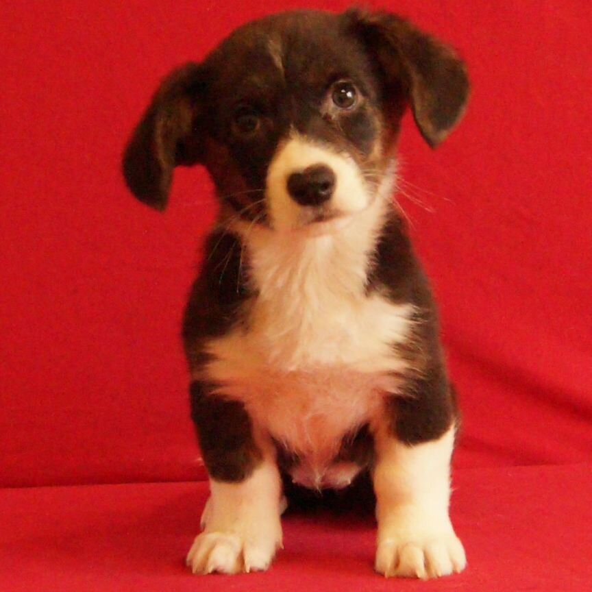 Вельш Корги Кардиган, щенок