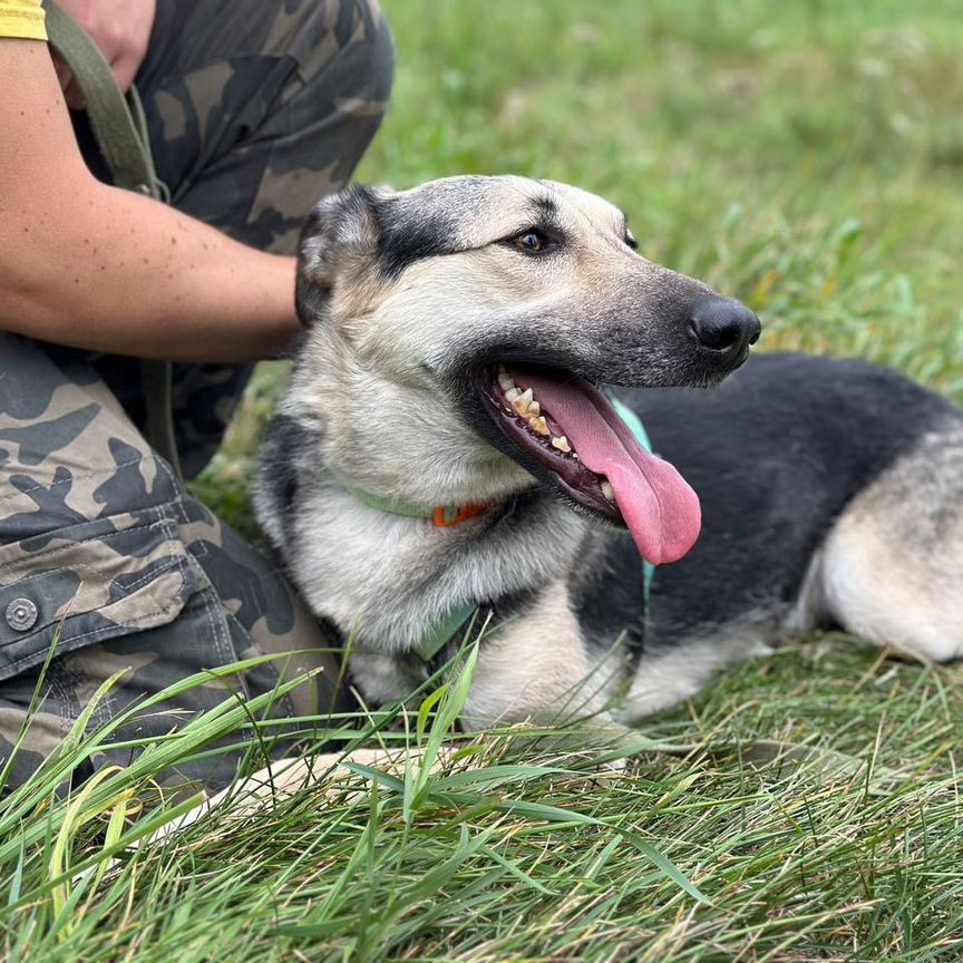 Собака в добрые руки