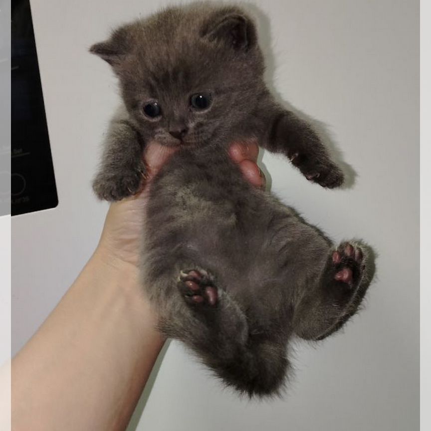 Британский короткошёрстный котёнок