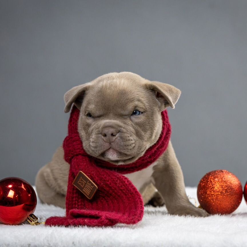 Американский булли, щенок