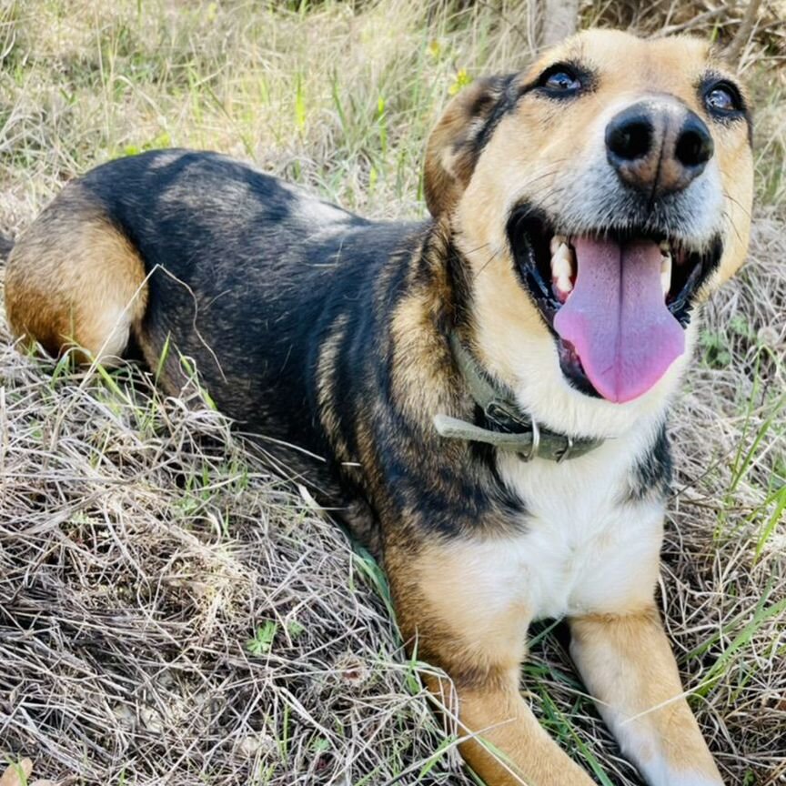 Собака в добрые руки