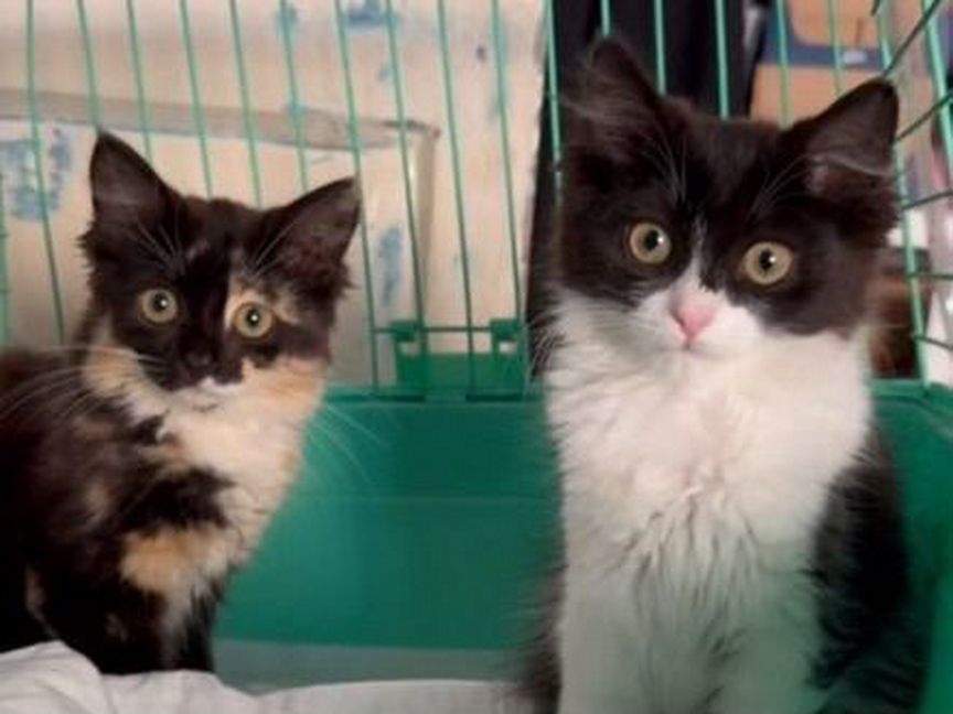 Монастырские котята