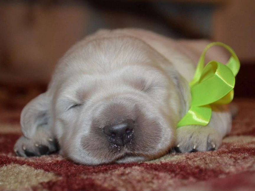 Собака Золотистый ретривер