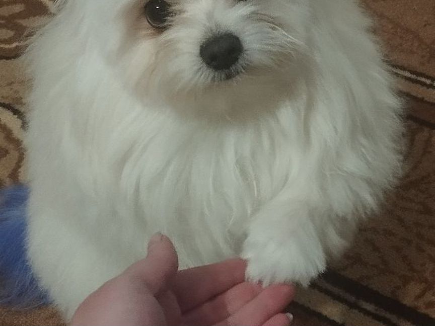 Шпиц - болонка