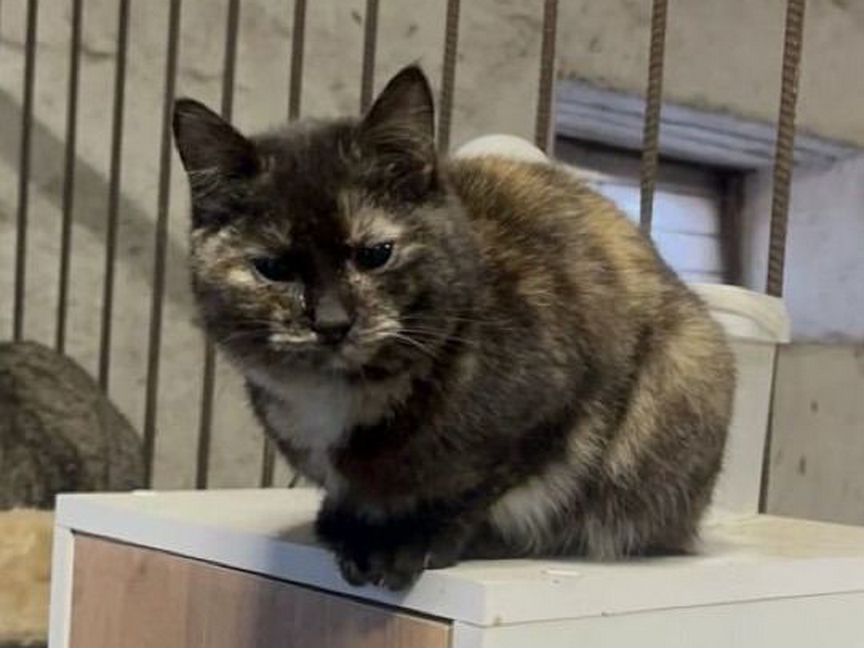 Люсенька ищет дом (котенок)