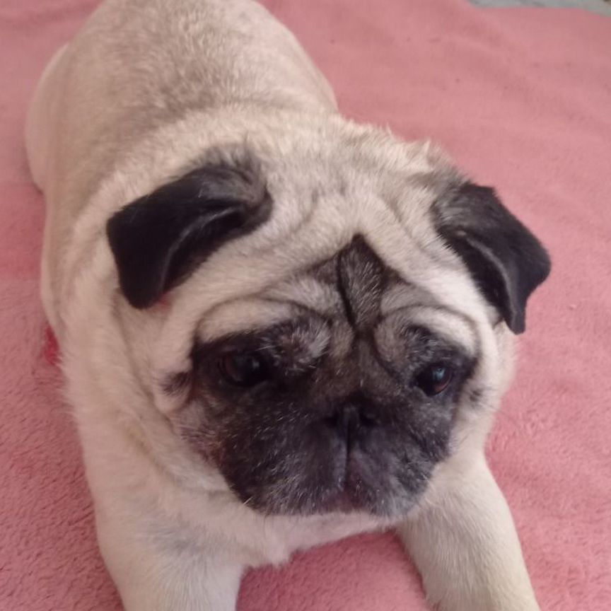 Мопс, взрослая собака