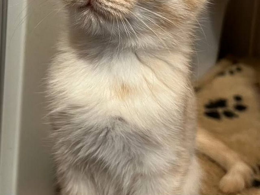 Милый персик (из приюта)