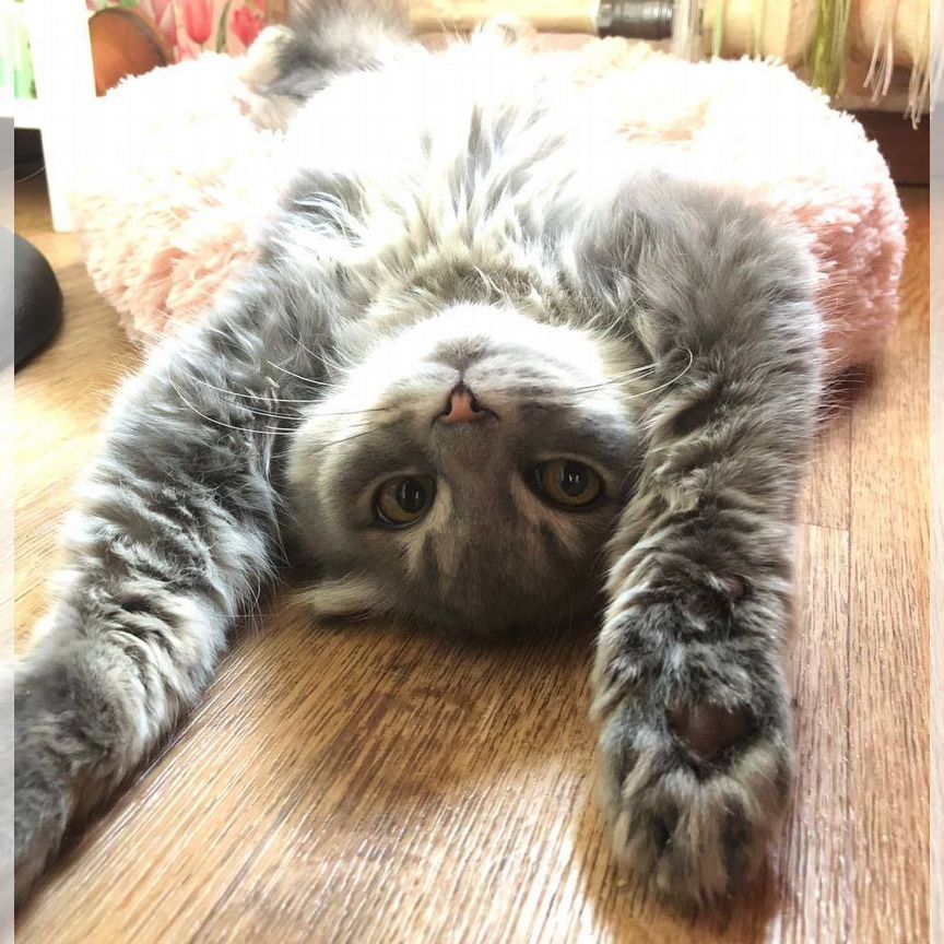 Шотландская вислоухая длинношёрстная, взрослая кошка