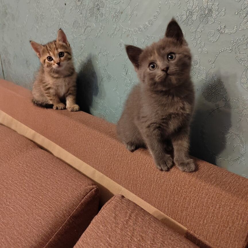Котята
