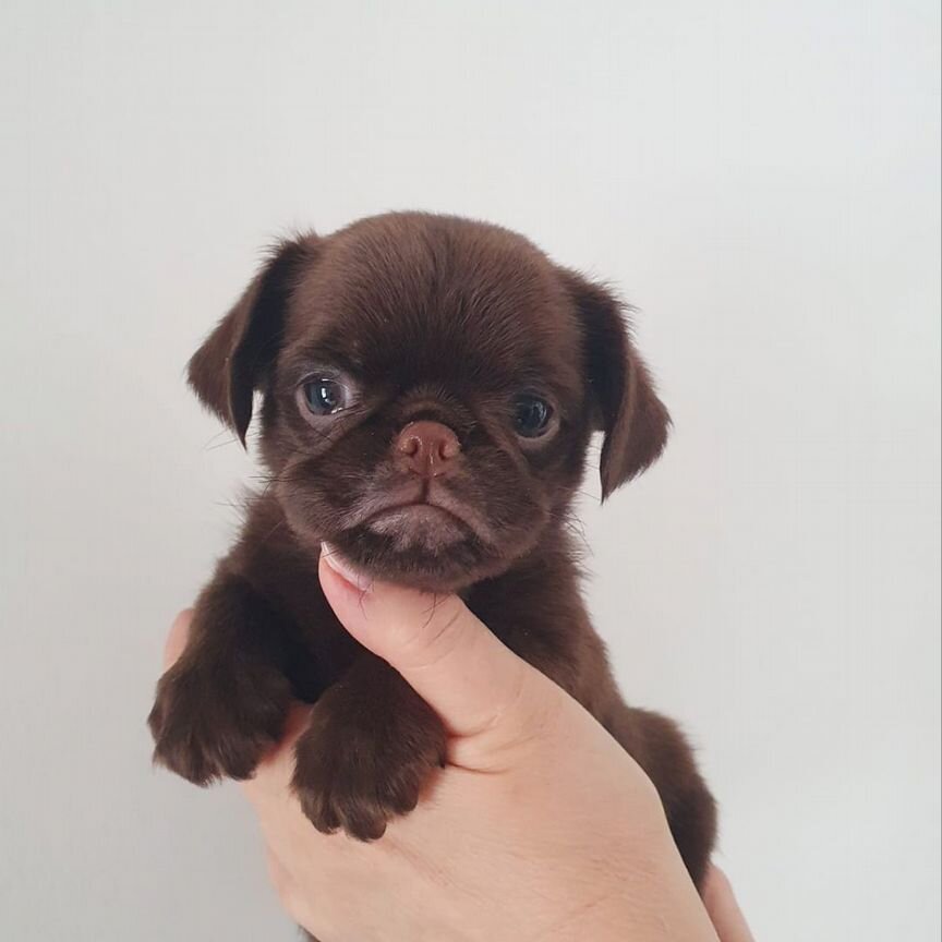 Щенки пти брабансона