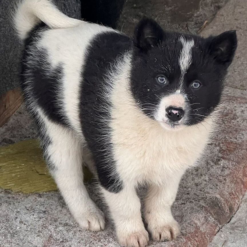 Русско-европейская лайка, щенок