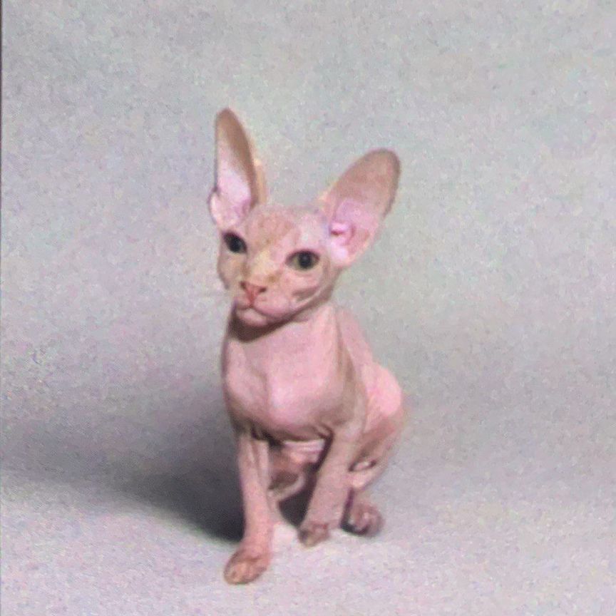 Канадский сфинкс котенок