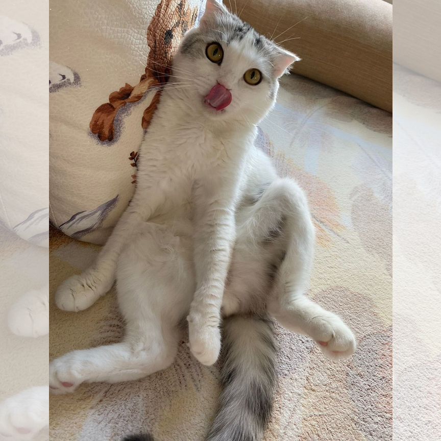 Кот в самые лучшие руки