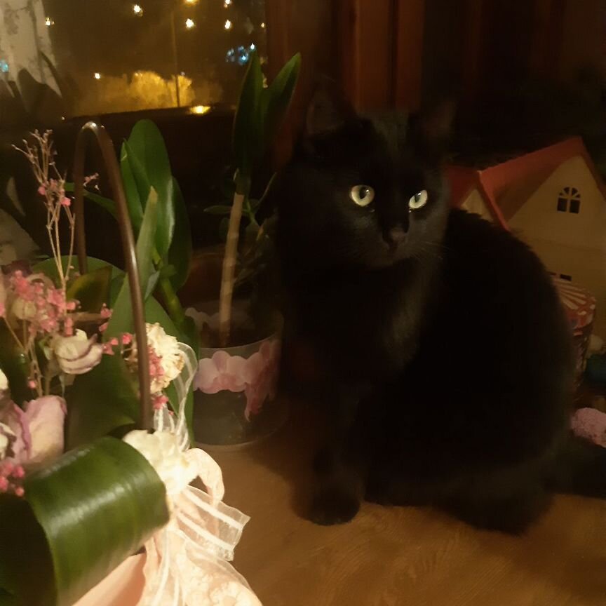 Отдам кота в добрые руки