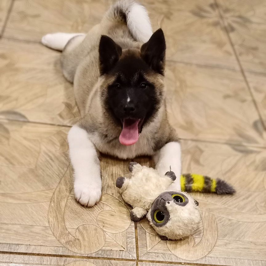 Акита американская, 2,5 мес