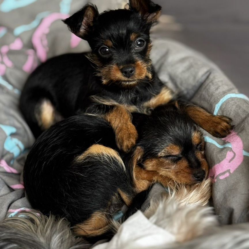 Йоркширский терьер, щенок