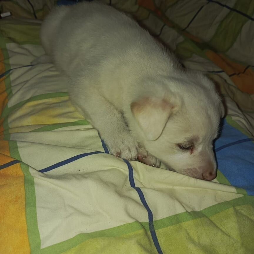 Отдам щенка