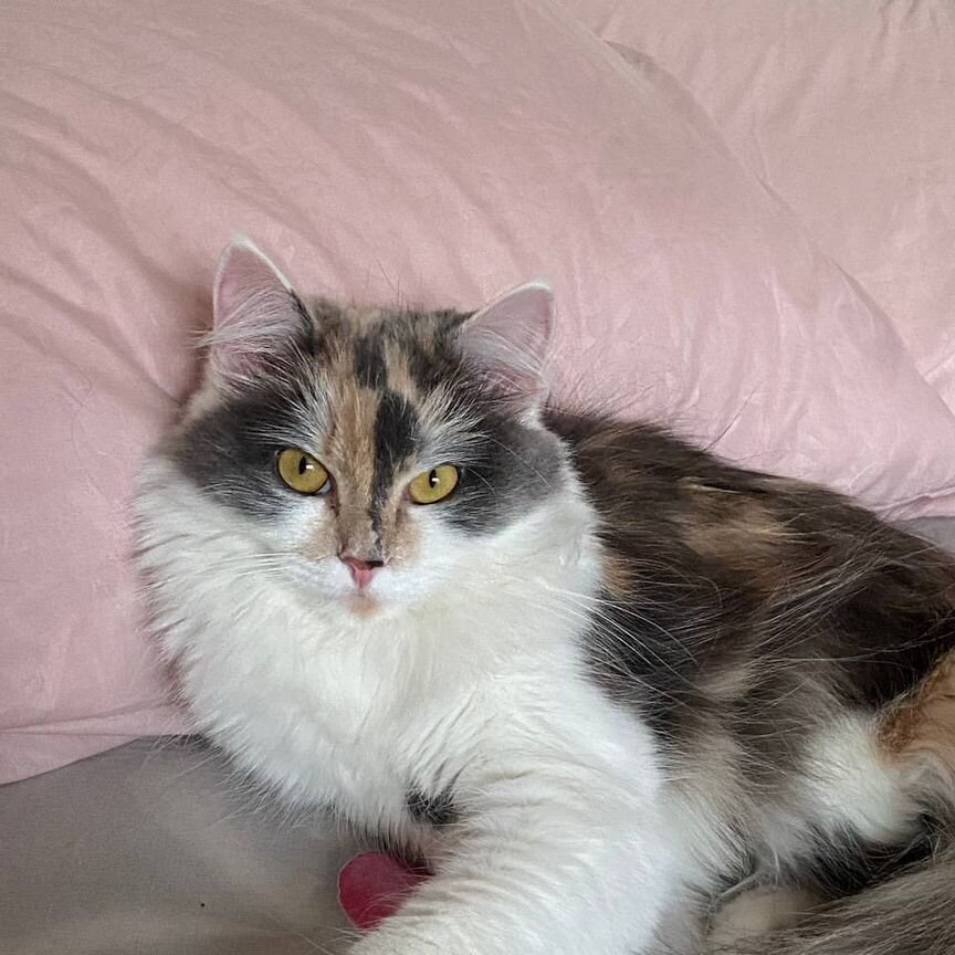 Отдам кошкечку бесплатно