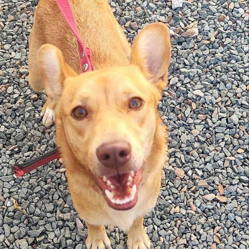 Собака в добрые руки отдам бесплатно