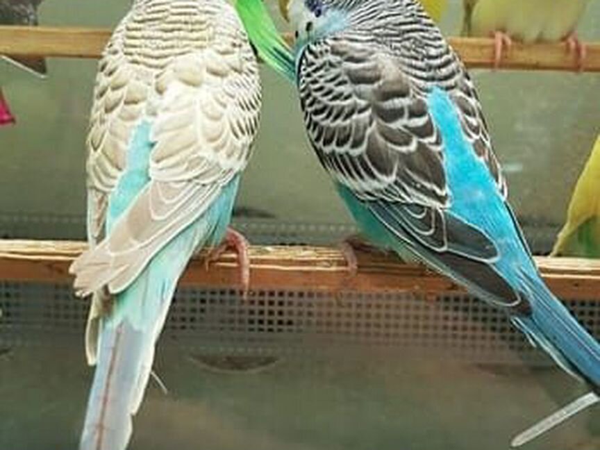 Волнистые попугаи