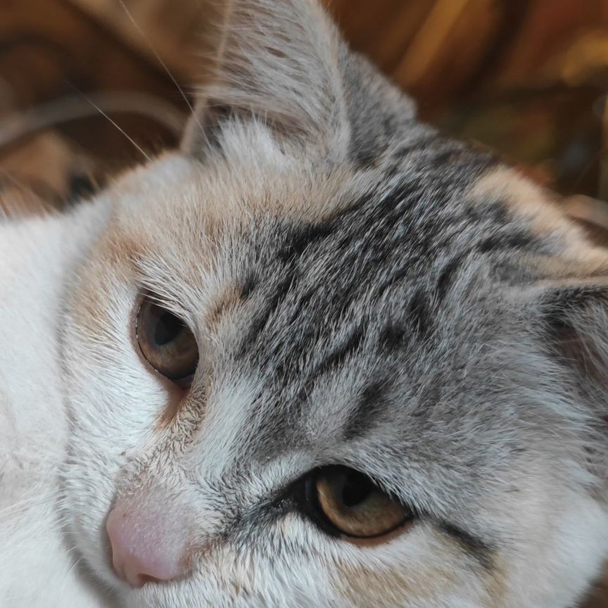 Девочка котенок котенок