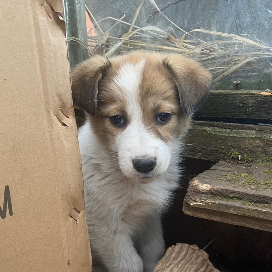 Милая скромная девочка в ожидании чуда