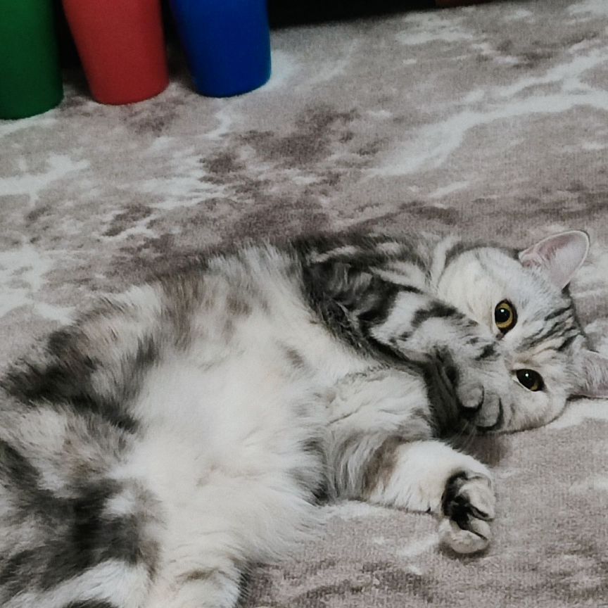 Шотландская вислоухая длинношёрстная, взрослая кошка