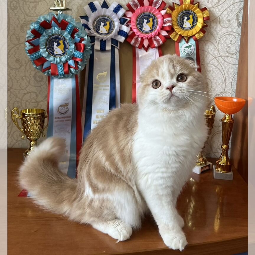 Шотландский вислоухий котенок