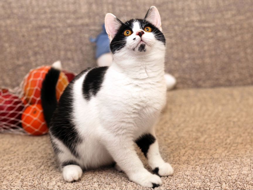 Котик-подросток (5 мес.) в добрые руки