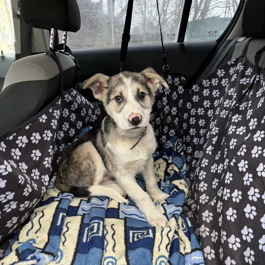 Щенок мальчик 3 мес