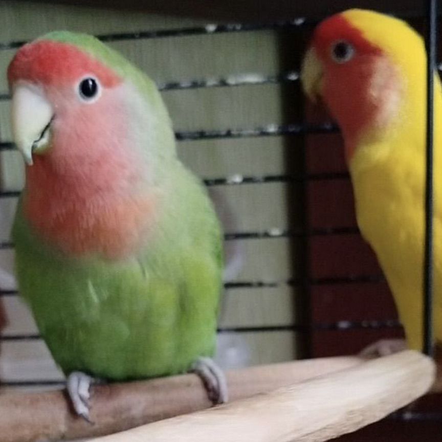 Попугаи неразлучники