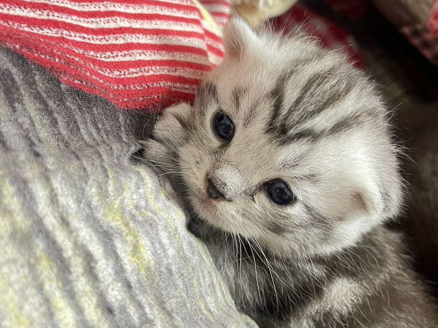 Шотландские котята